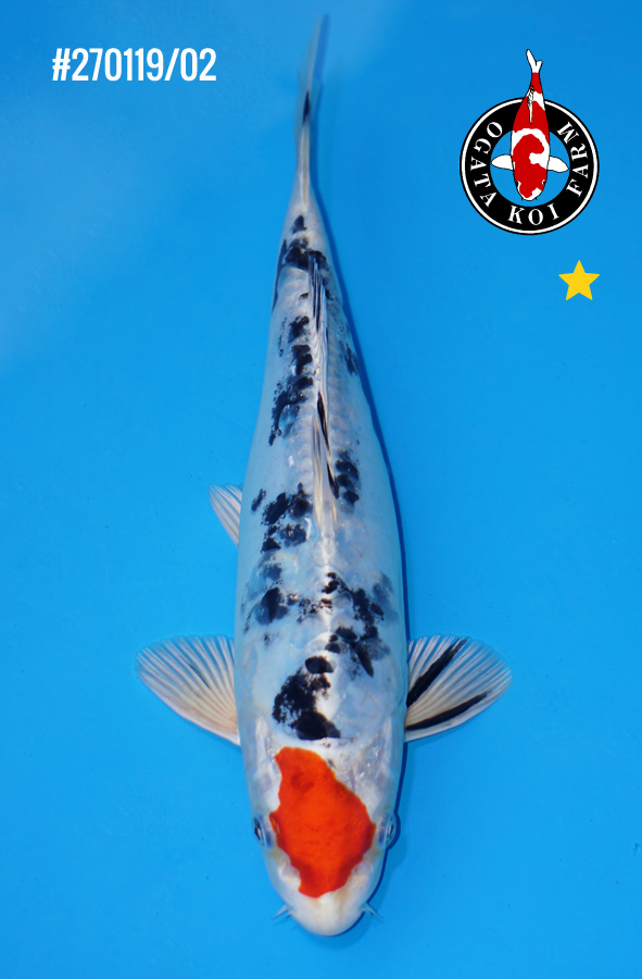 Doitsu Yamatonishiki ca.30cm #270119-02 B3 – Japankoi-Wild