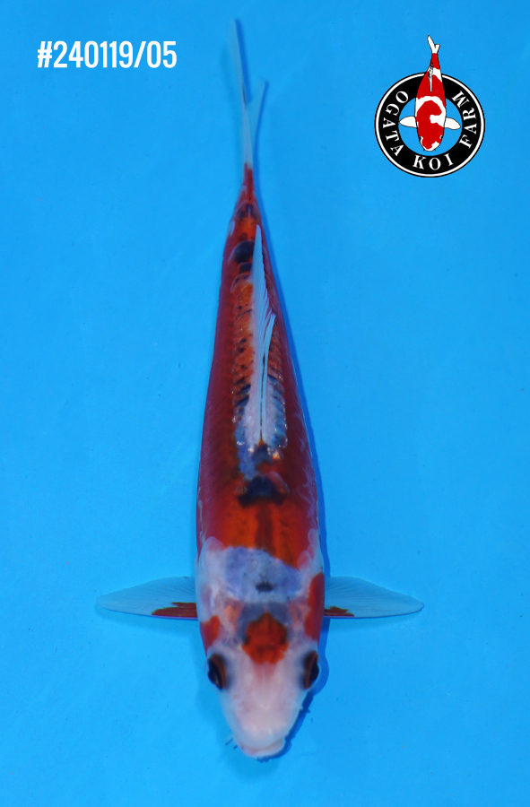 Maruten Hi-Shusui ca.15-20cm #240119-05 B2 – Japankoi-Wild